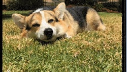 Google Lens gives you facts about your pet - PhoneArena