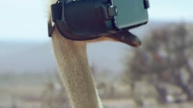 Can an ostrich fly? Samsung's new Gear VR set has the answer (video ...