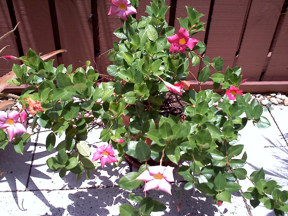 Hands-on with the Verizon LG Ally VS740 - PhoneArena