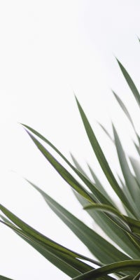 18:9 wallpapers for bezel-less smartphones - PhoneArena