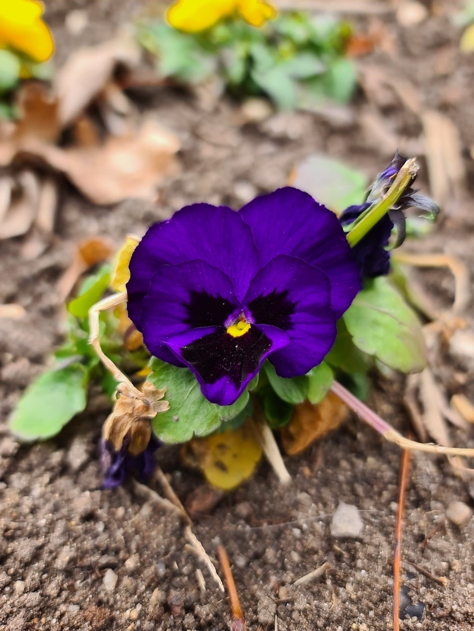 Samsung Galaxy S20 Ultra: 108MP camera samples comparison vs 12MP ...