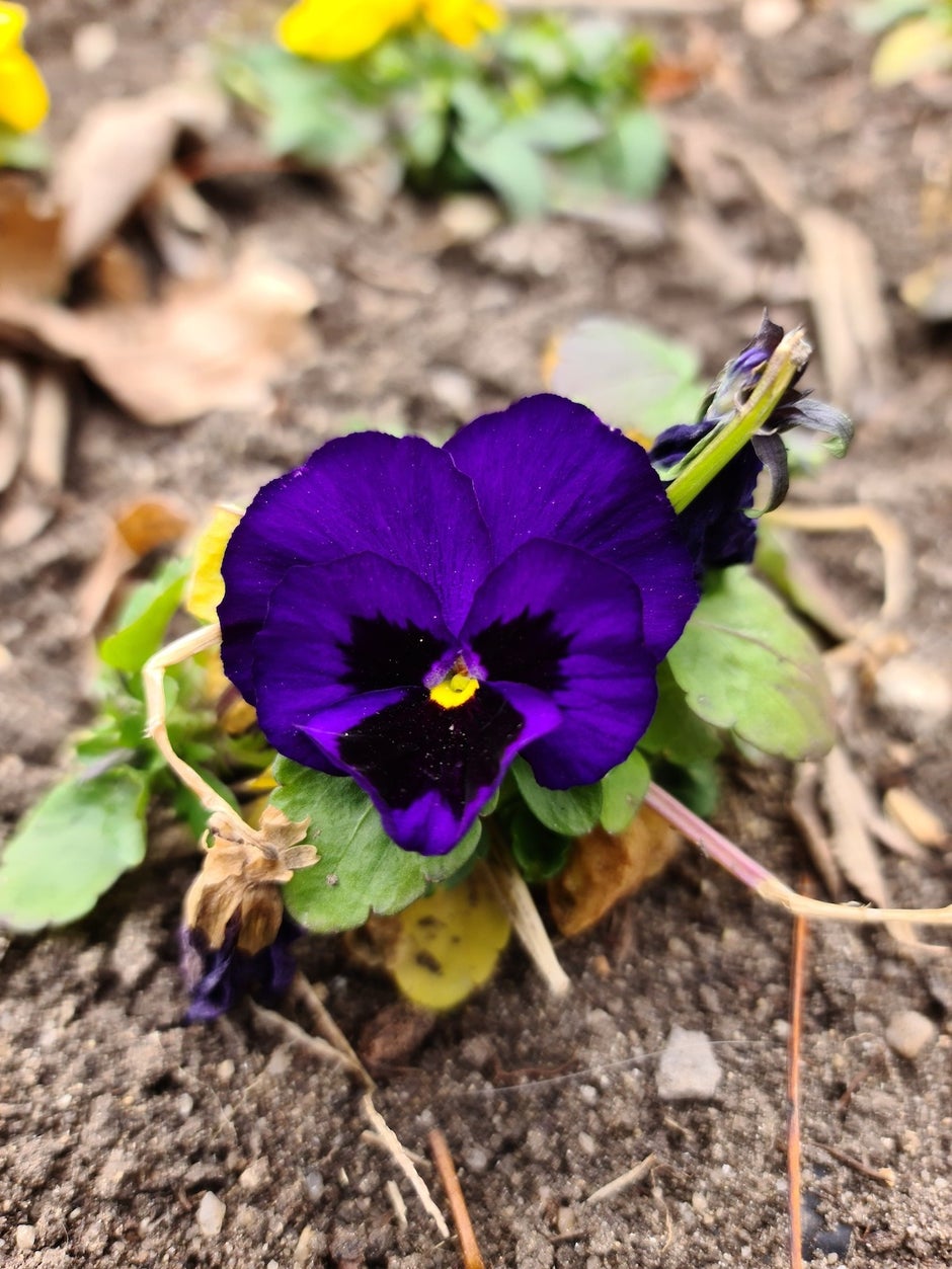 Samsung Galaxy S20 Ultra: 108MP camera samples comparison vs 12MP ...