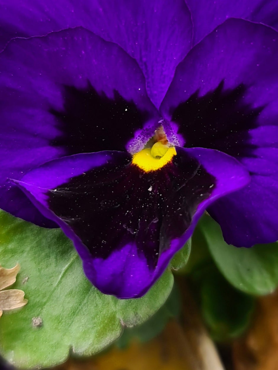 Samsung Galaxy S20 Ultra: 108MP camera samples comparison vs 12MP ...